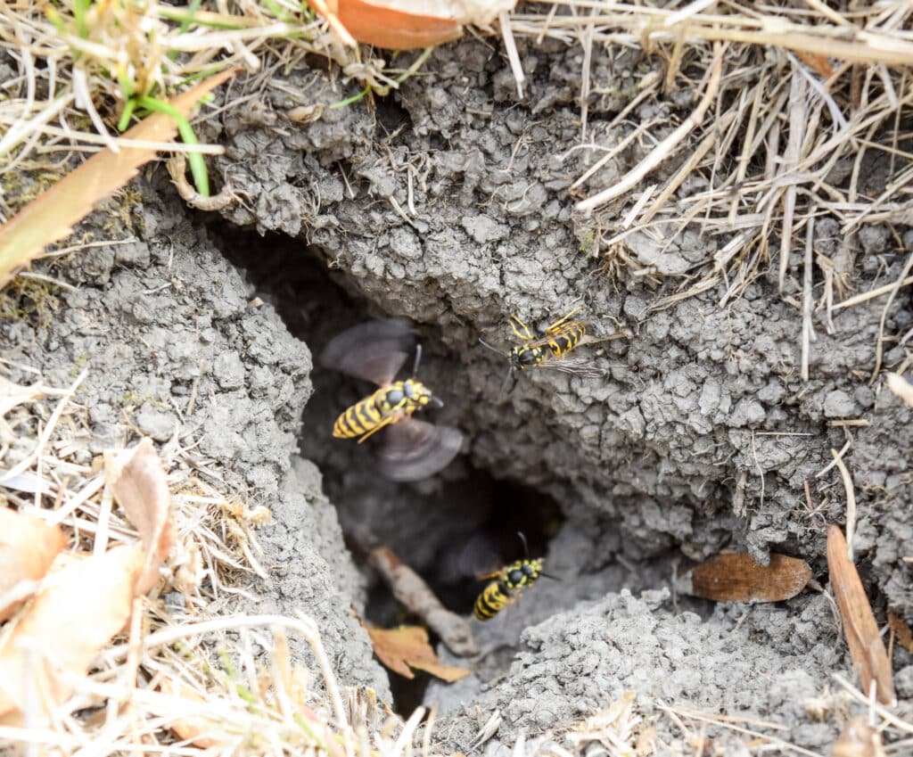 Identifying and Treating Yellow Jackets in Tampa - Nvirotect Pest ...