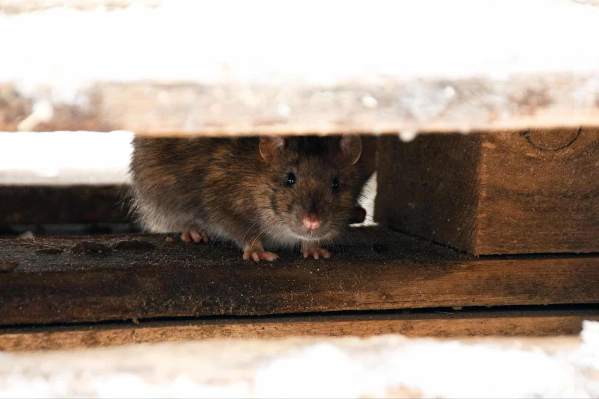 Why Rodent Problems Are So Common in Tampa